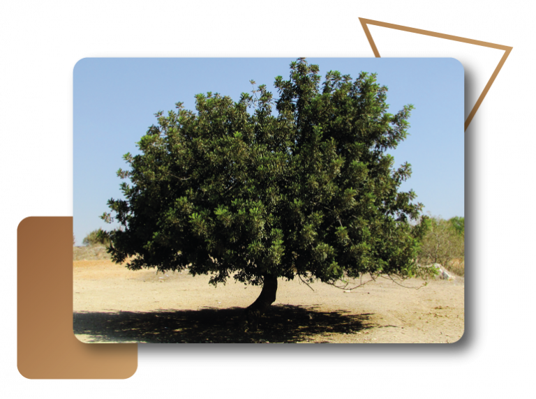 Compra de Algarroba convencional y ecológica - Garroba